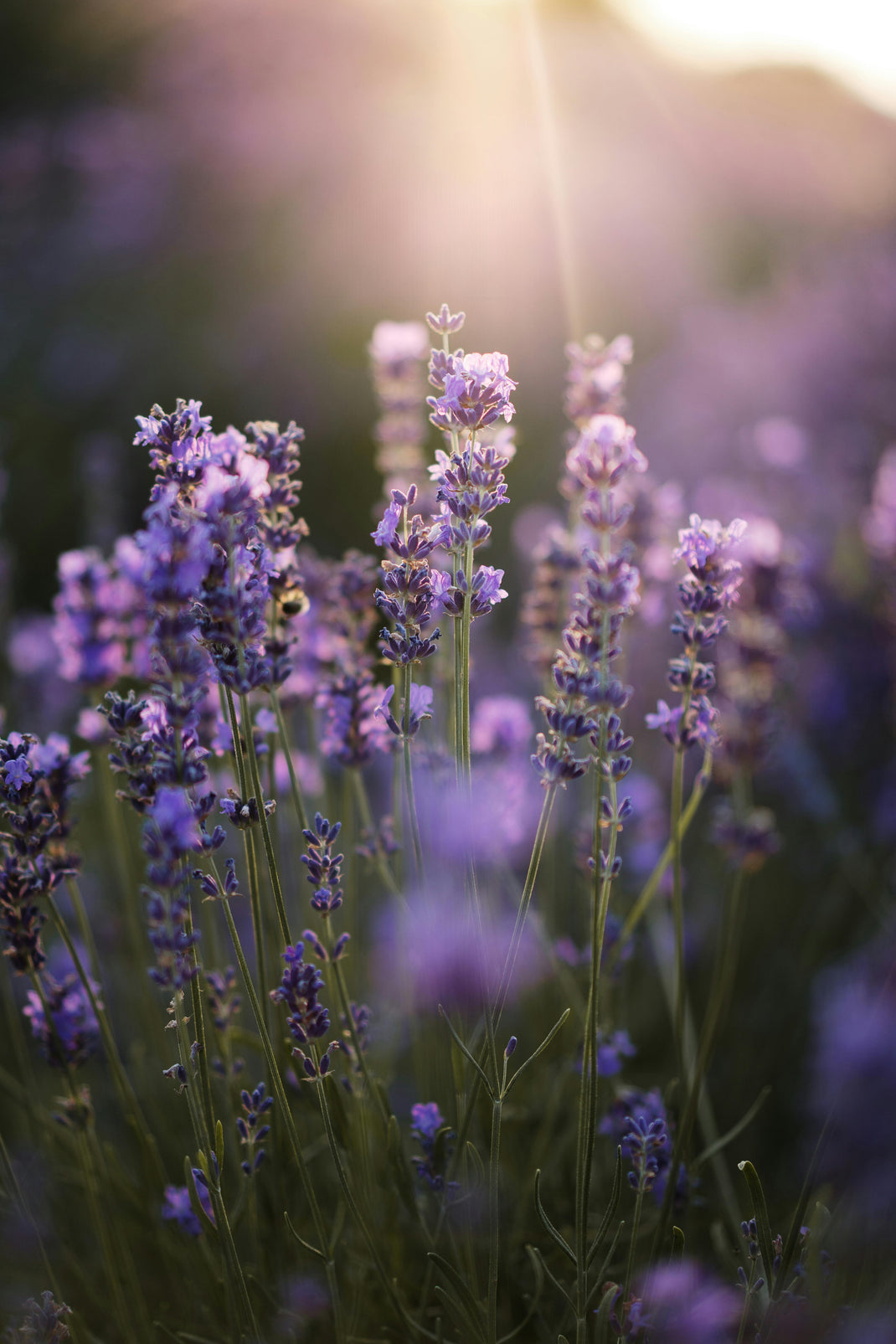 Our Story – Verde London